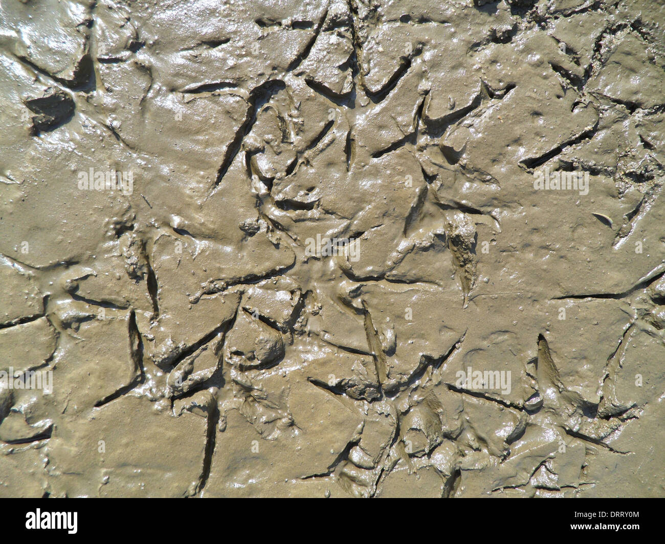 Viscous birds hi-res stock photography and images - Alamy