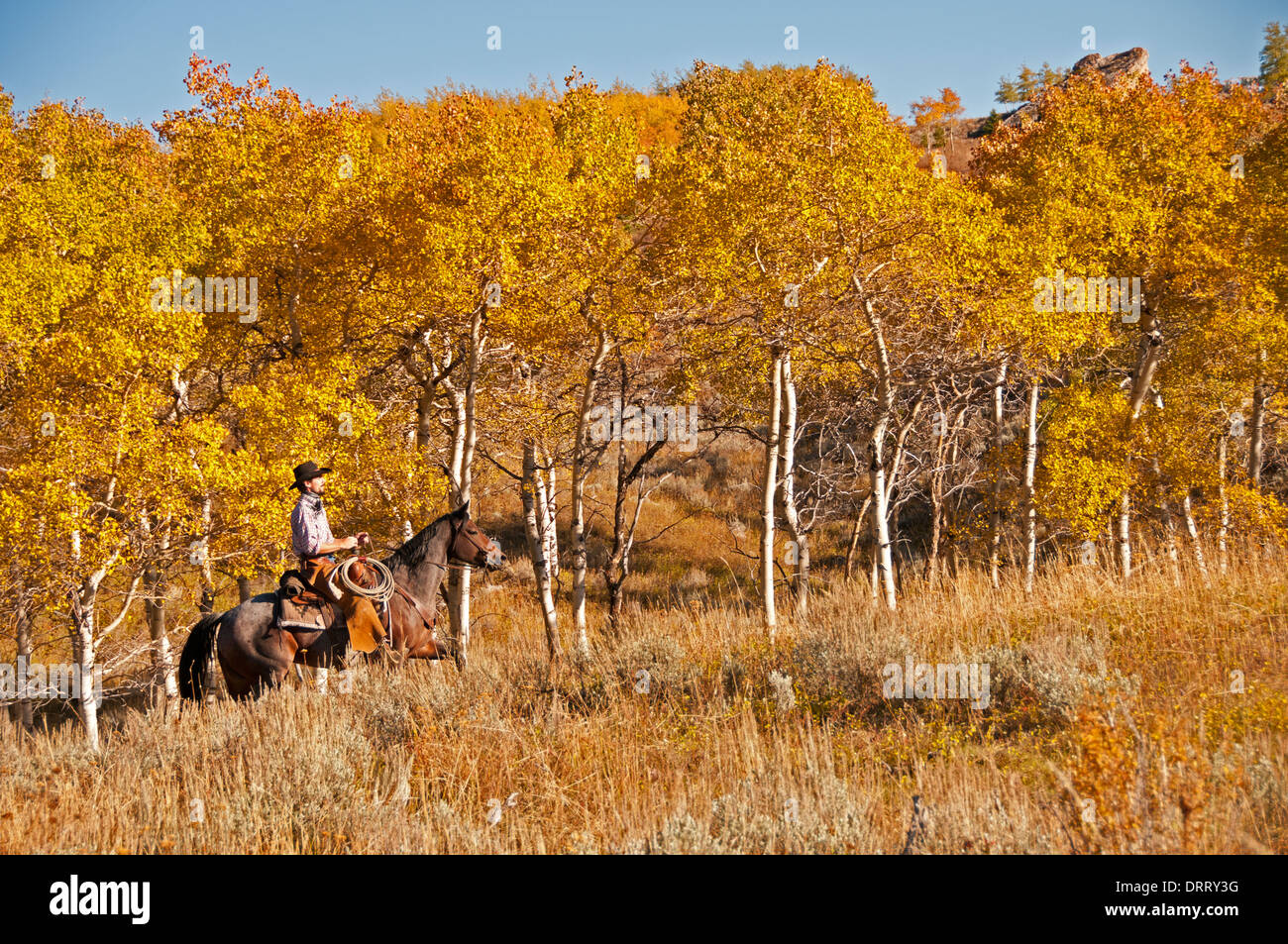 Cowboy on horseback near Aspen trees, Bighorn National Forest, Wyoming ...