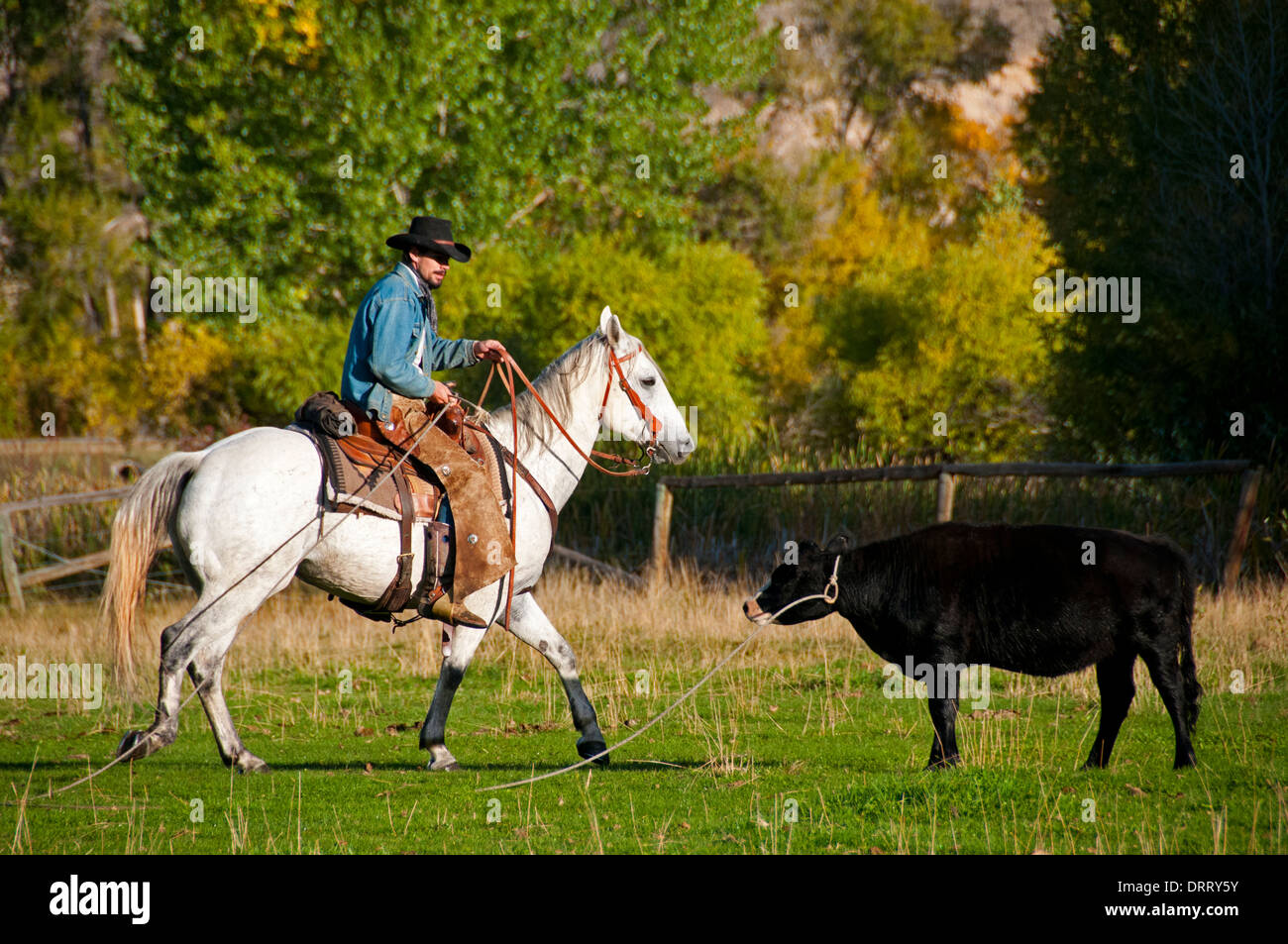 Cowboy roping cattle hi-res stock photography and images - Alamy