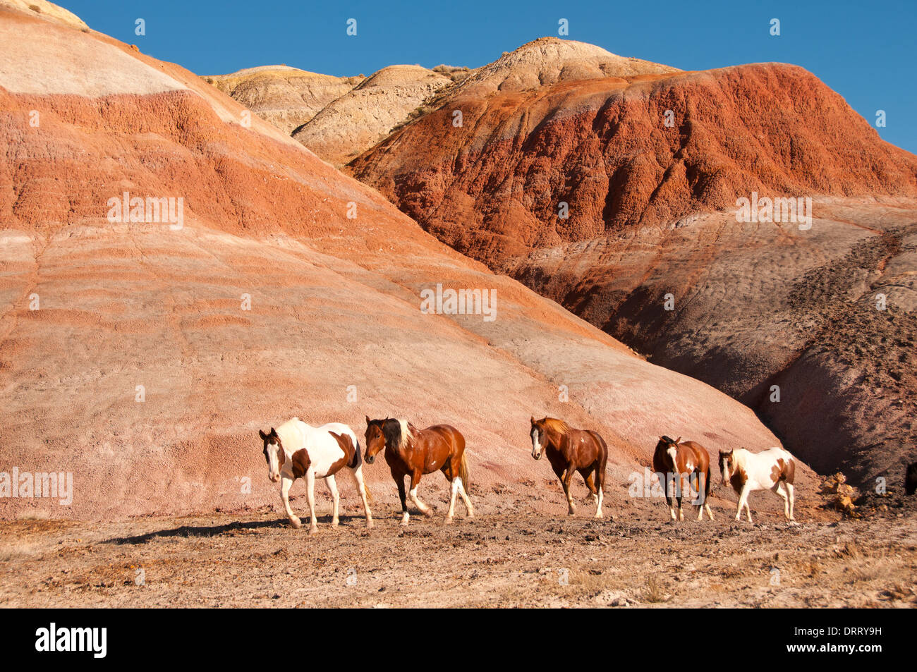 Six horses walking in the Painted Hills area of the Bighorn Mountains ...
