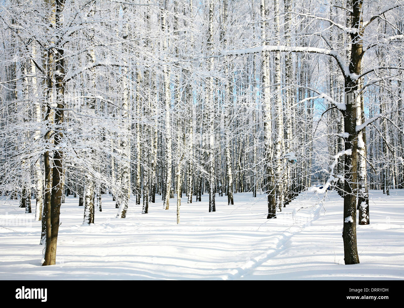 Pathway in the forest hi-res stock photography and images - Alamy