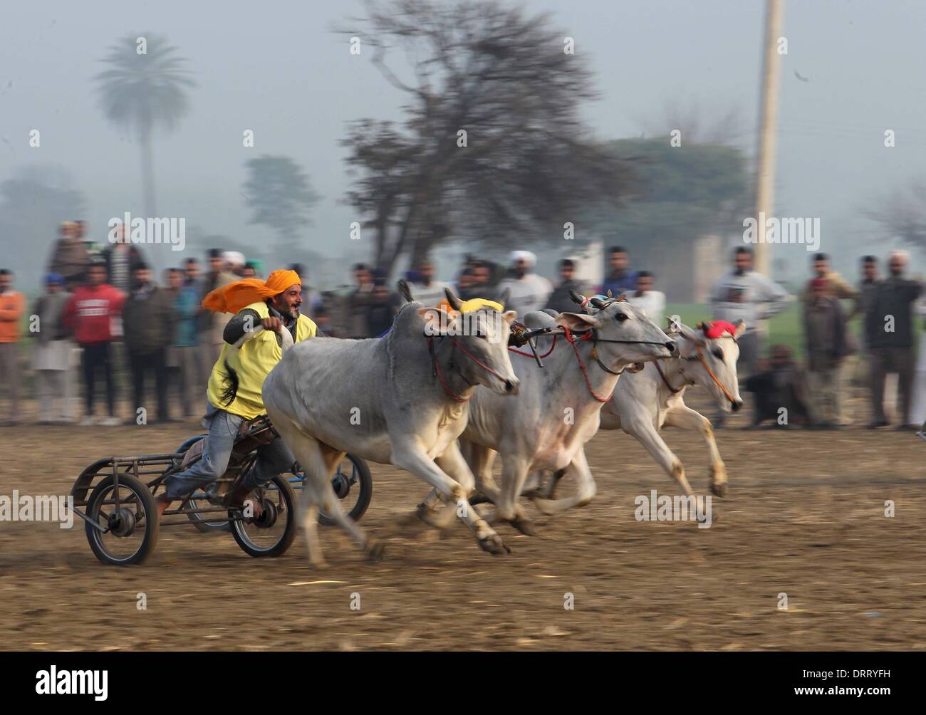 Punjab, India. 31st Jan, 2013. An Indian villager drives his bulls ...