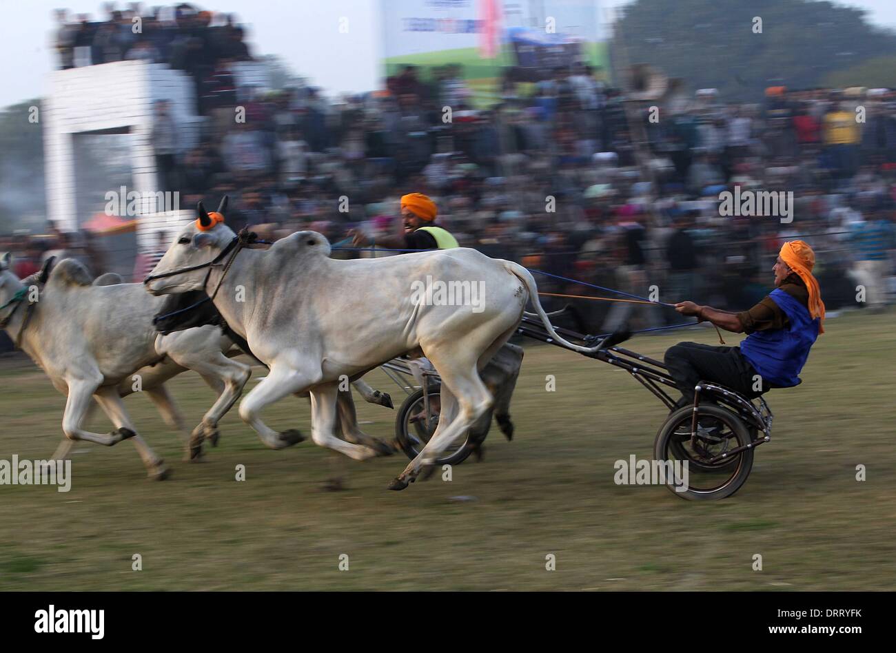 Indian bullock cart race hi-res stock photography and images - Alamy