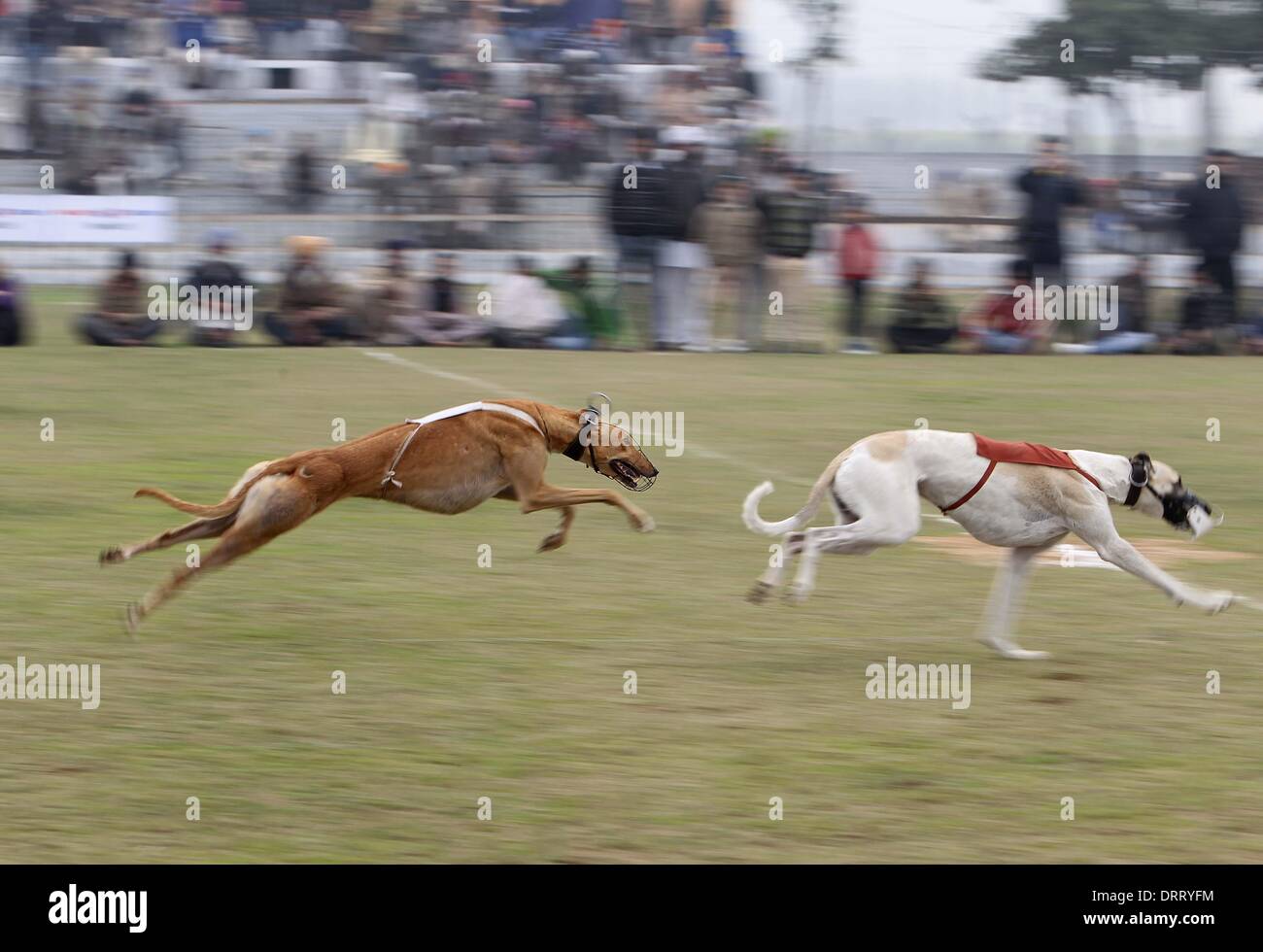 Punjab, India. 31st Jan, 2013. Dogs run in a race during the rural ...