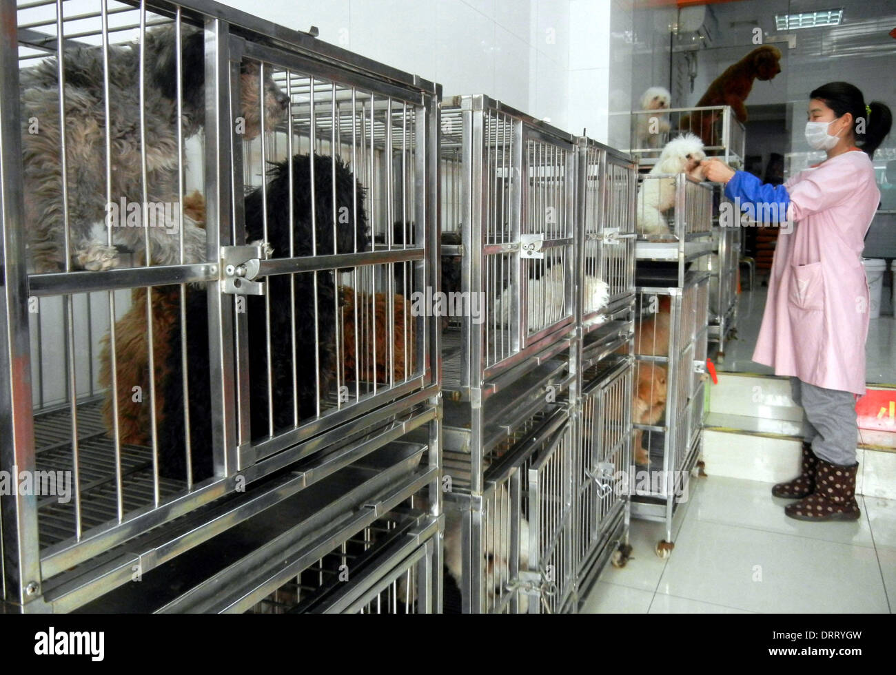 Take care pet hi-res stock photography and images - Alamy