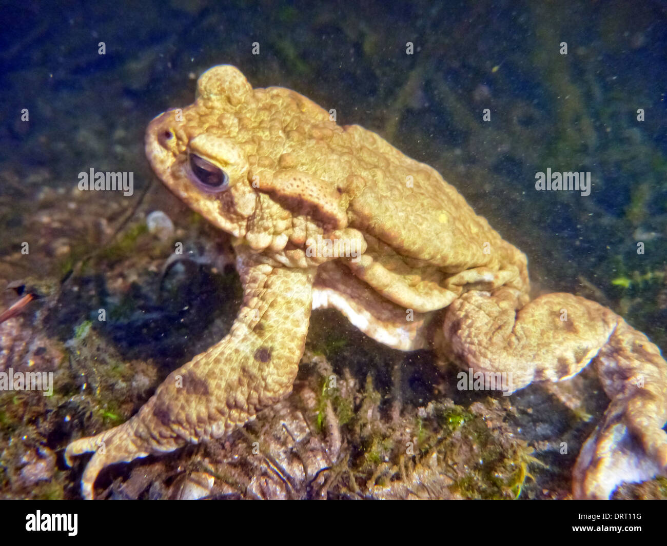 Common Toad Bufo Bufo Stock Photo - Alamy