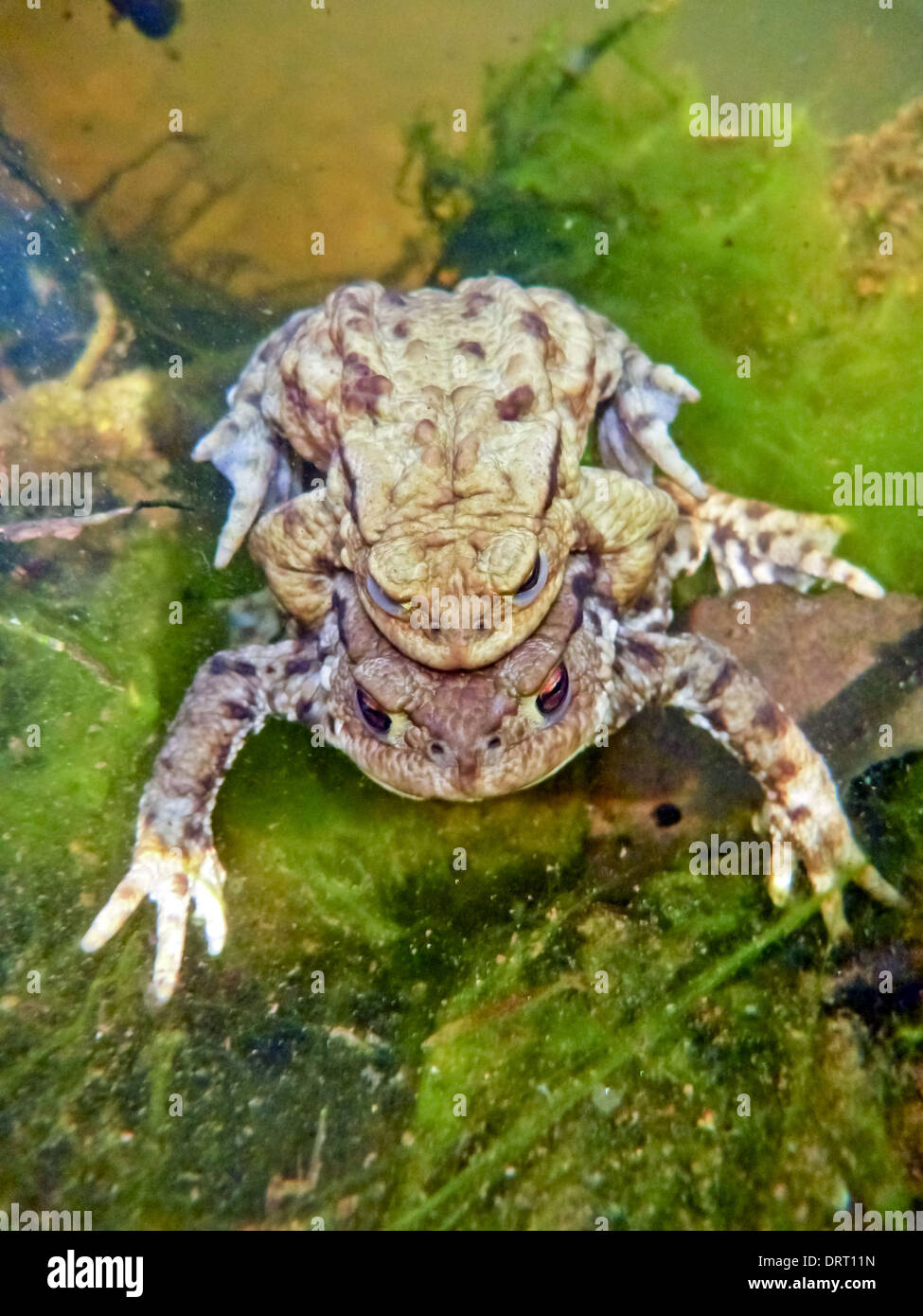 Common Toad Bufo Bufo Stock Photo - Alamy