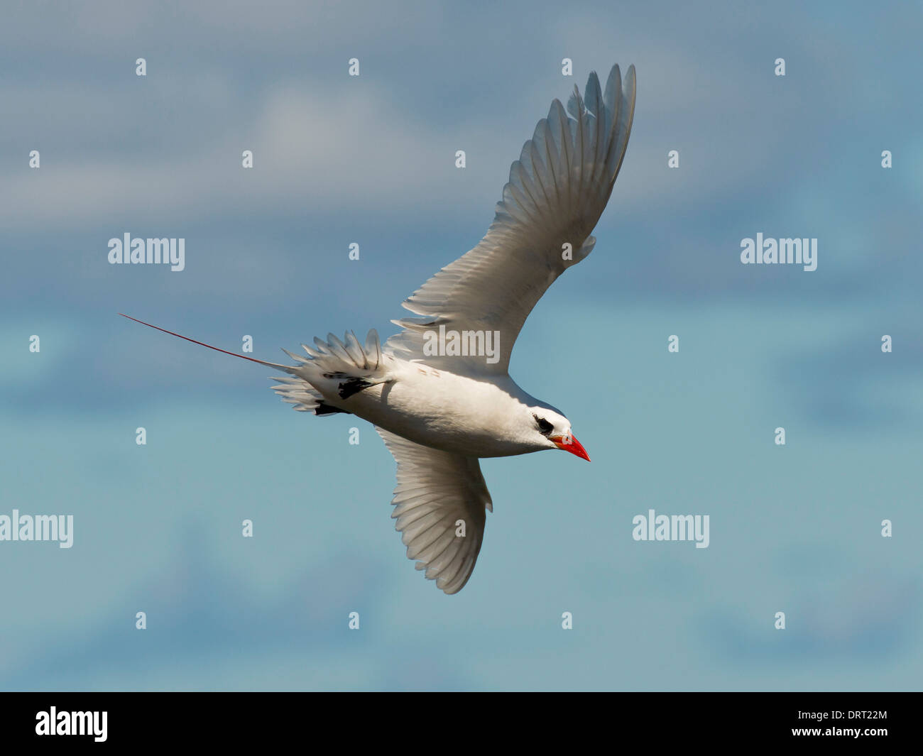A flying Red-tailed Tropic Bird in Kauai Hawaii Stock Photo - Alamy