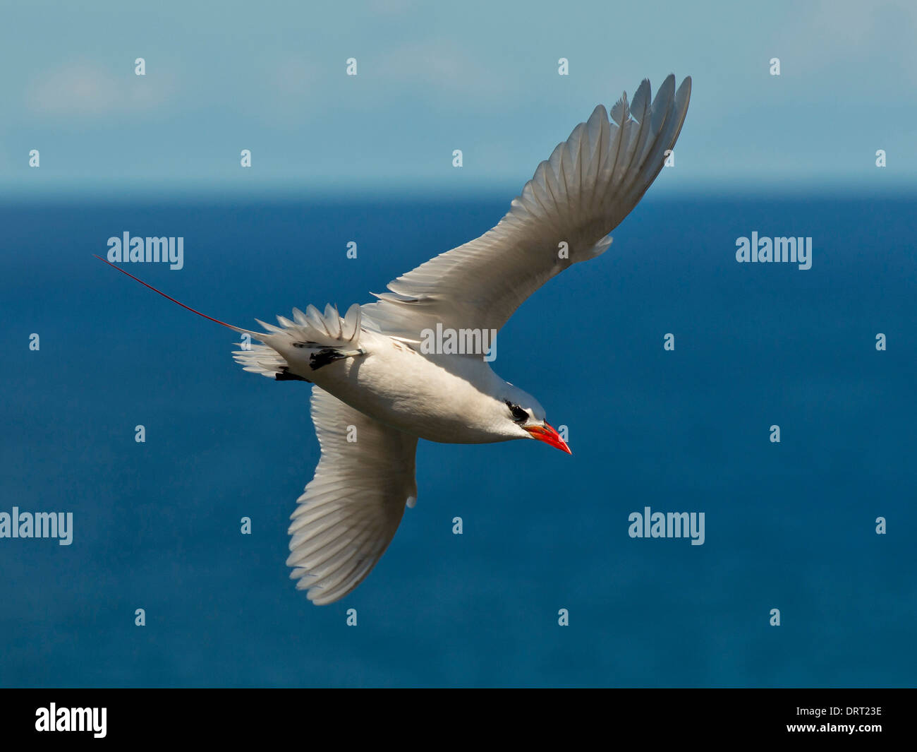 A flying Red-tailed Tropic Bird in Kauai Hawaii Stock Photo - Alamy