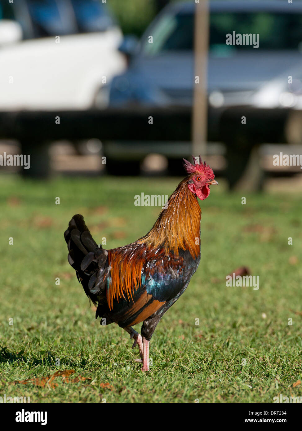 A Red Jungle Fowl in Hawaii Stock Photo - Alamy