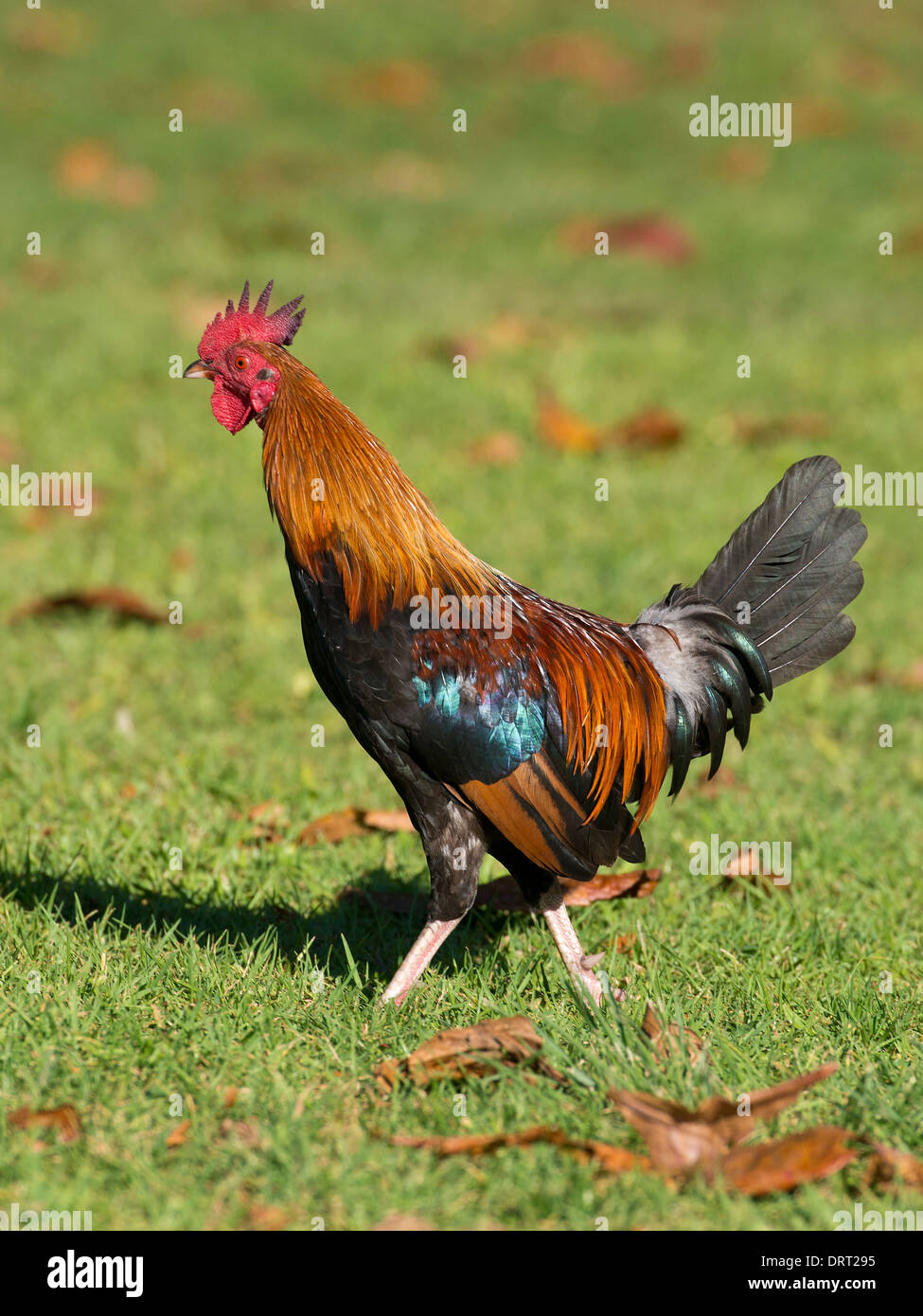 Red jungle fowl rooster hi-res stock photography and images - Alamy
