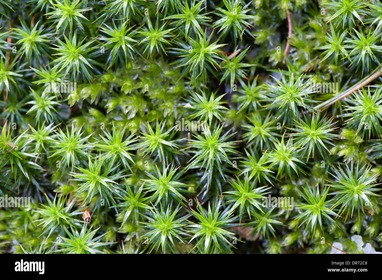 Wet woodland moss hi-res stock photography and images - Alamy