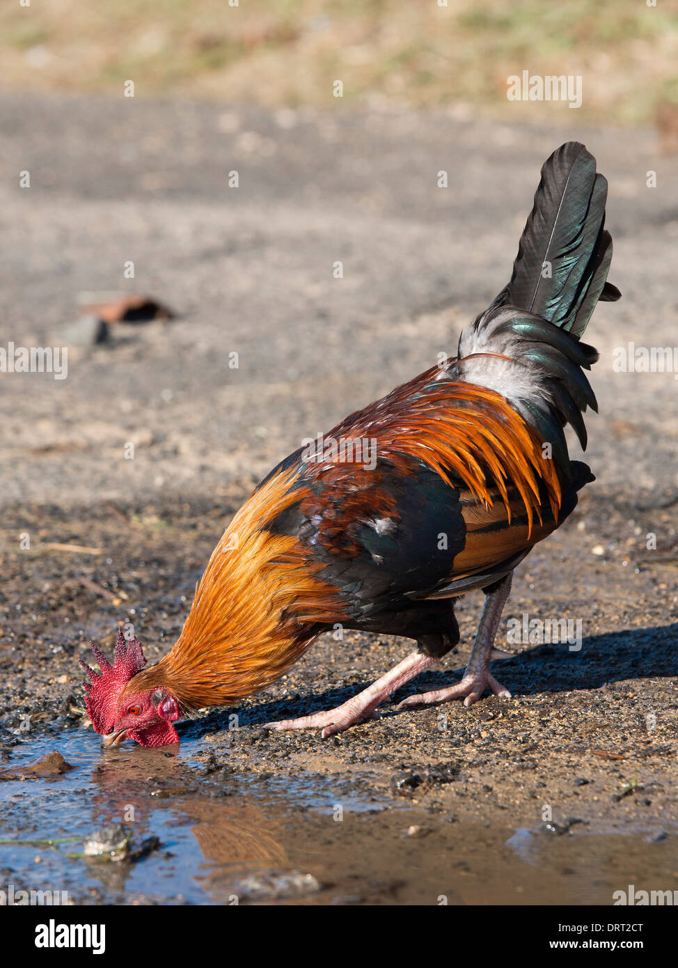 Hen jungle hi-res stock photography and images - Alamy