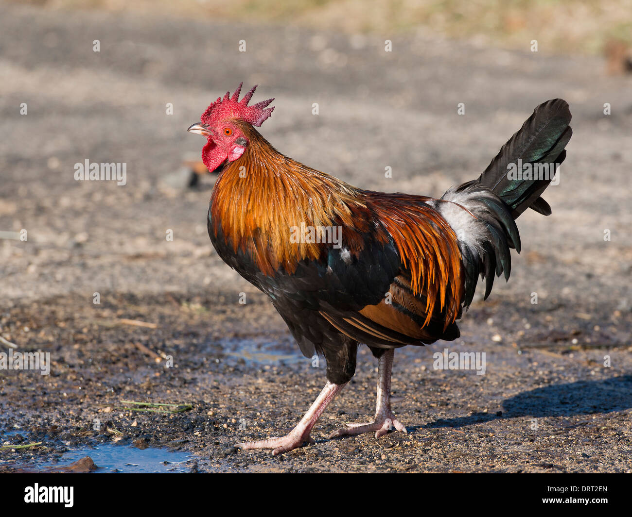 Jungle fowl hi-res stock photography and images - Alamy