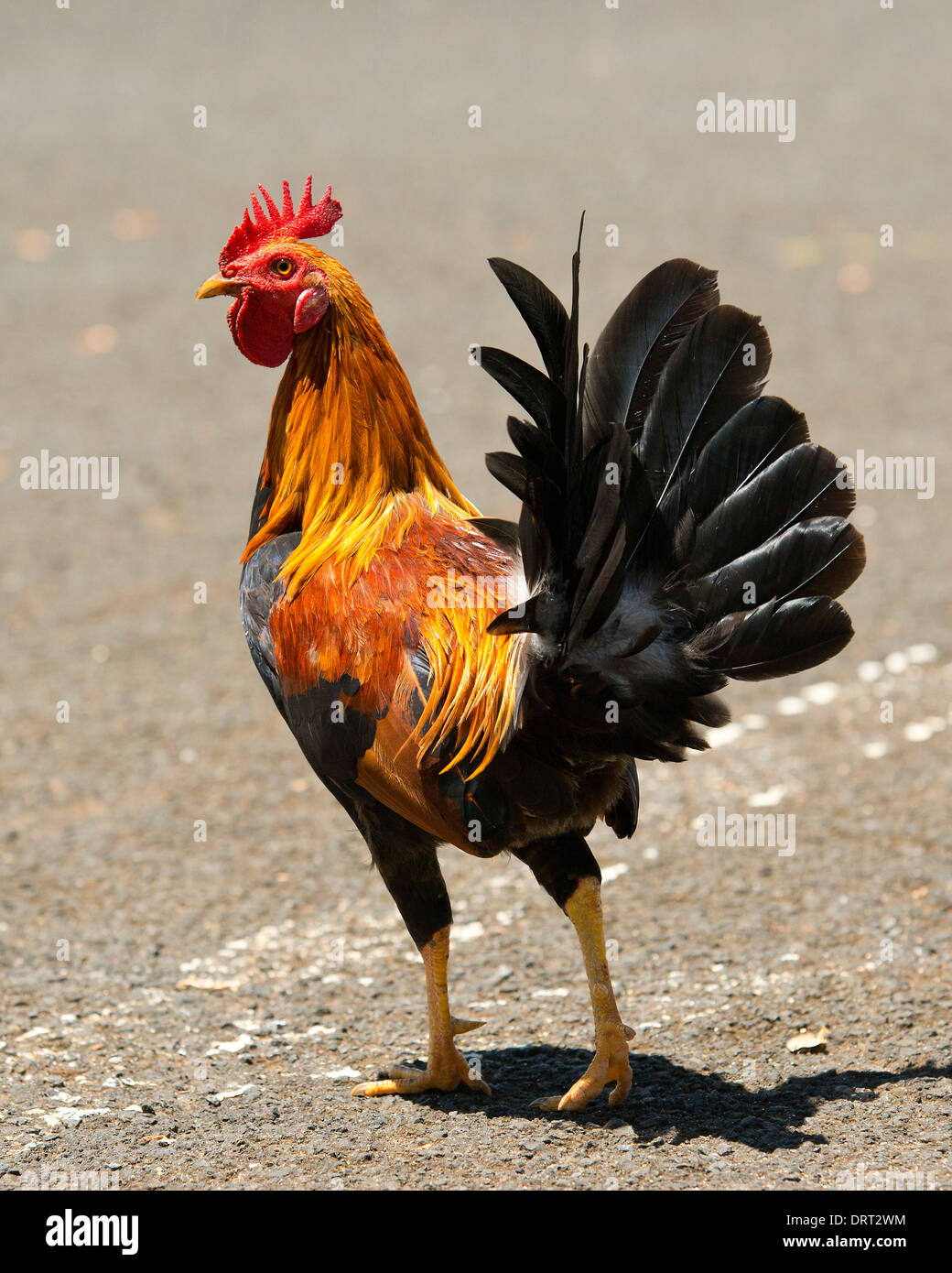 Clock and rooster hi-res stock photography and images - Alamy