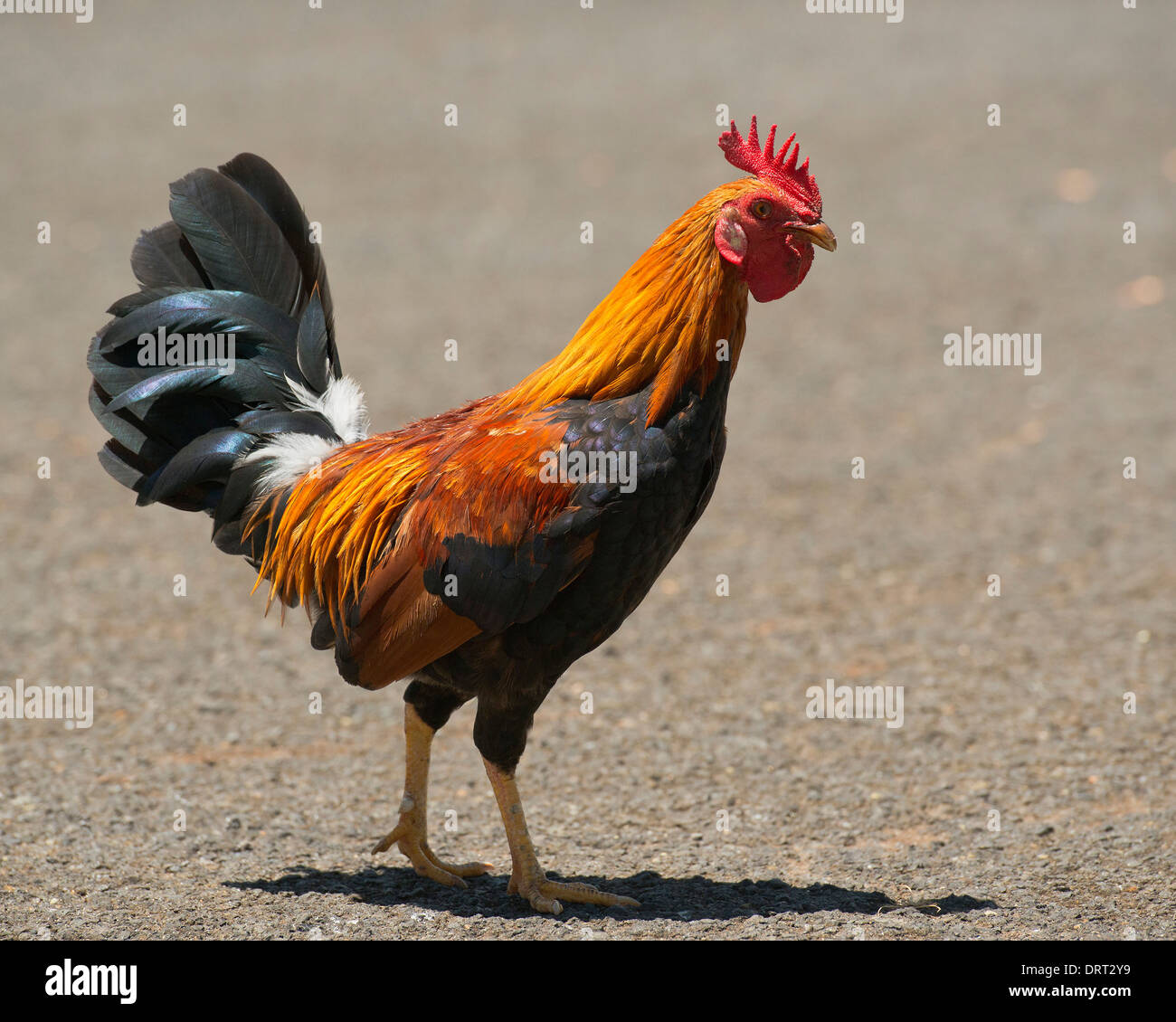 A Rooster in Hawaii Stock Photo - Alamy