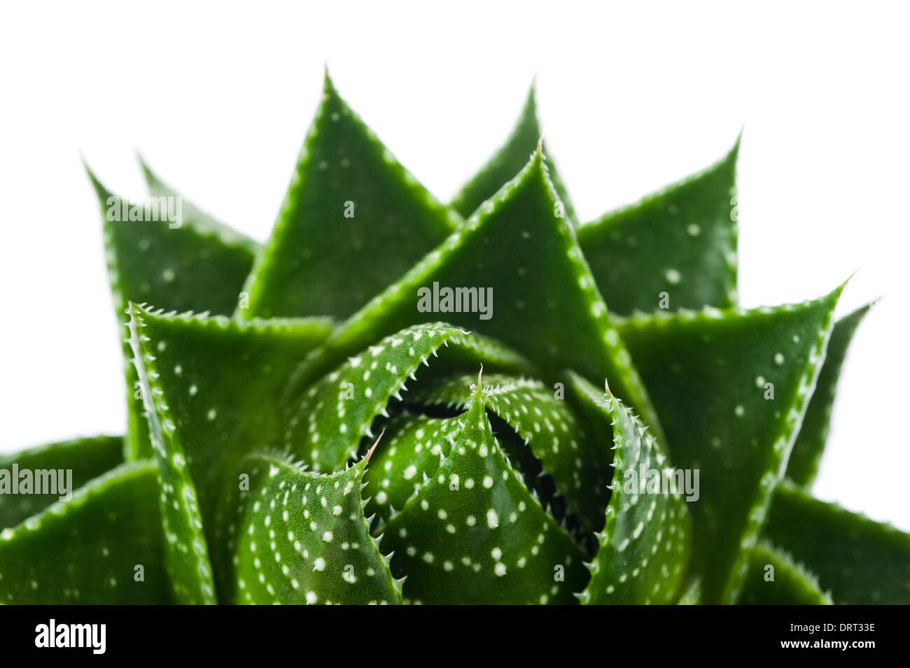 Aloe vera plant isolated on white Stock Photo - Alamy
