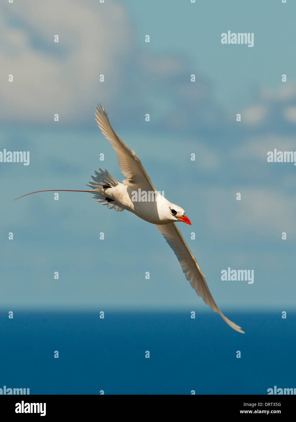 A flying Red-tailed Tropic Bird in Kauai Hawaii Stock Photo - Alamy