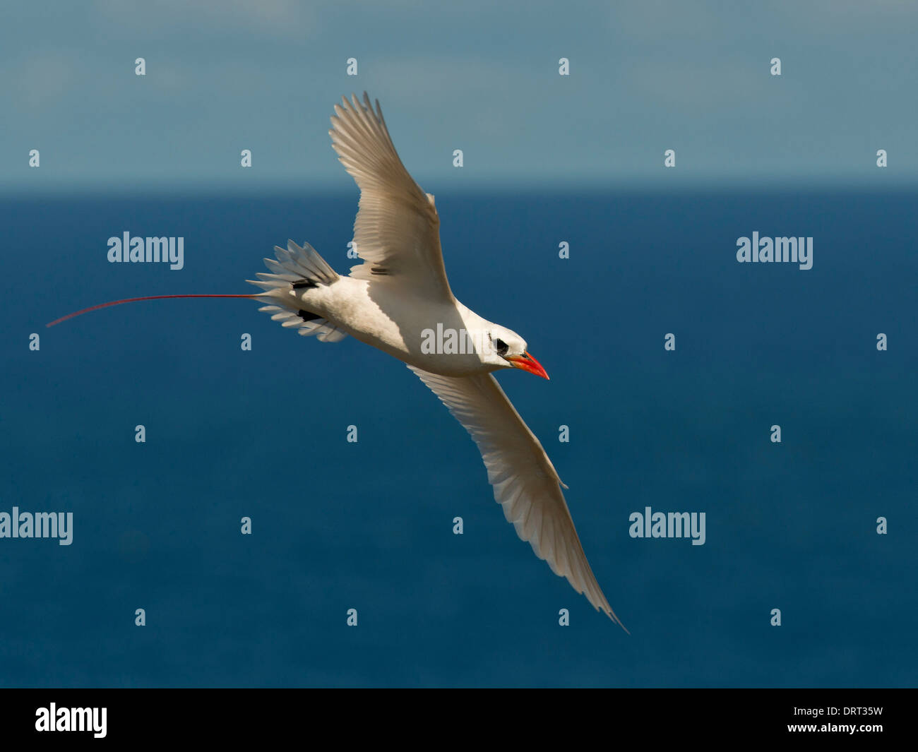 A flying Red-tailed Tropic Bird in Kauai Hawaii Stock Photo - Alamy