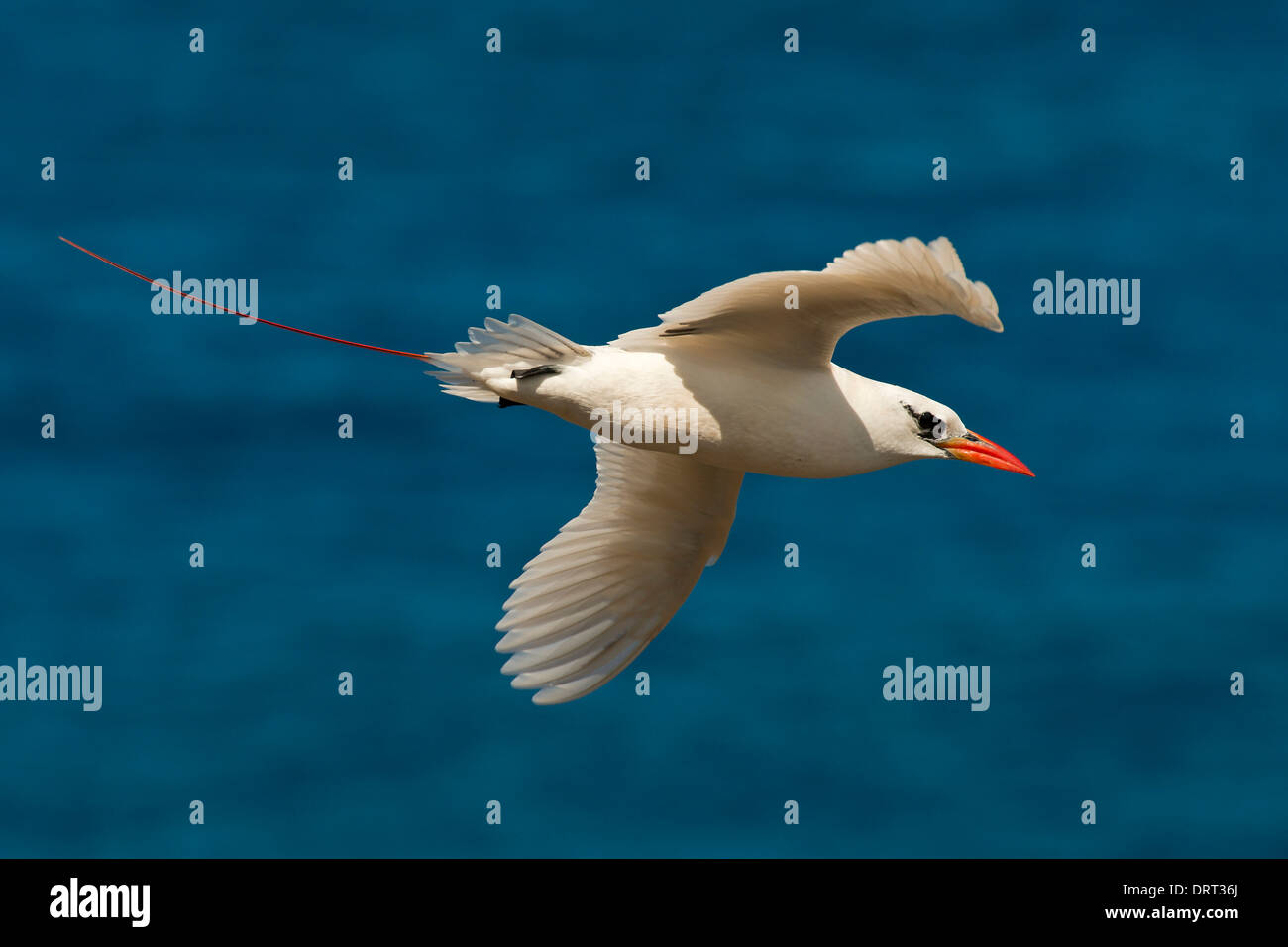 A flying Red-tailed Tropic Bird in Kauai Hawaii Stock Photo - Alamy