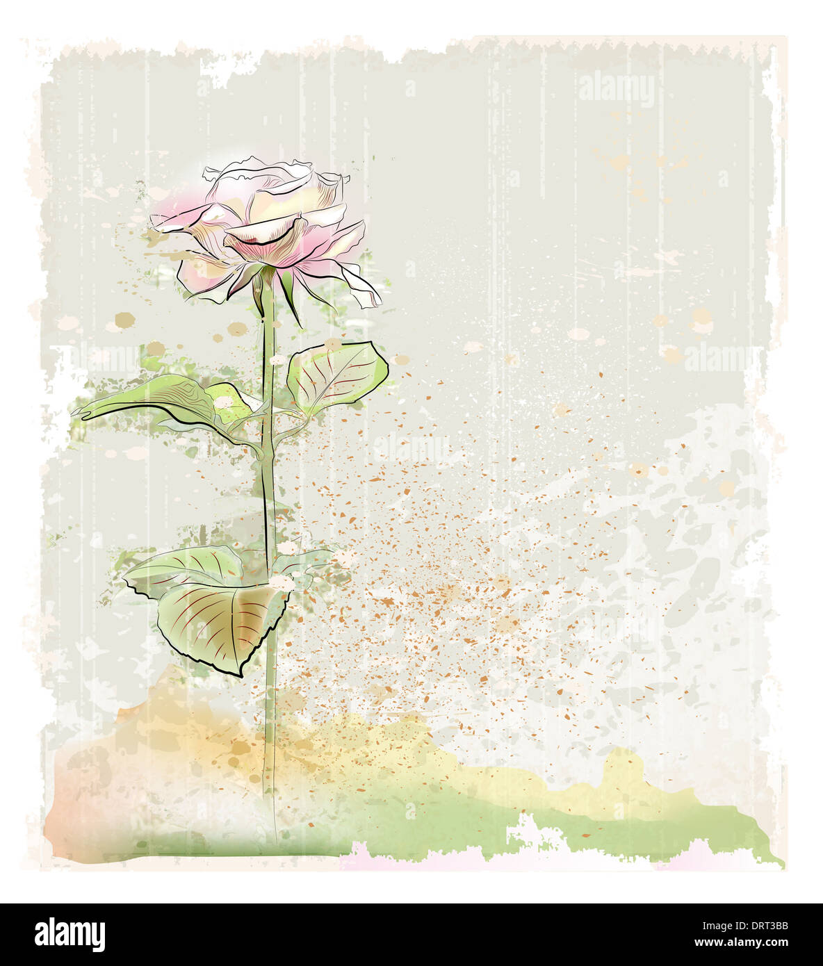 vintage illustration of pink rose Stock Photo - Alamy