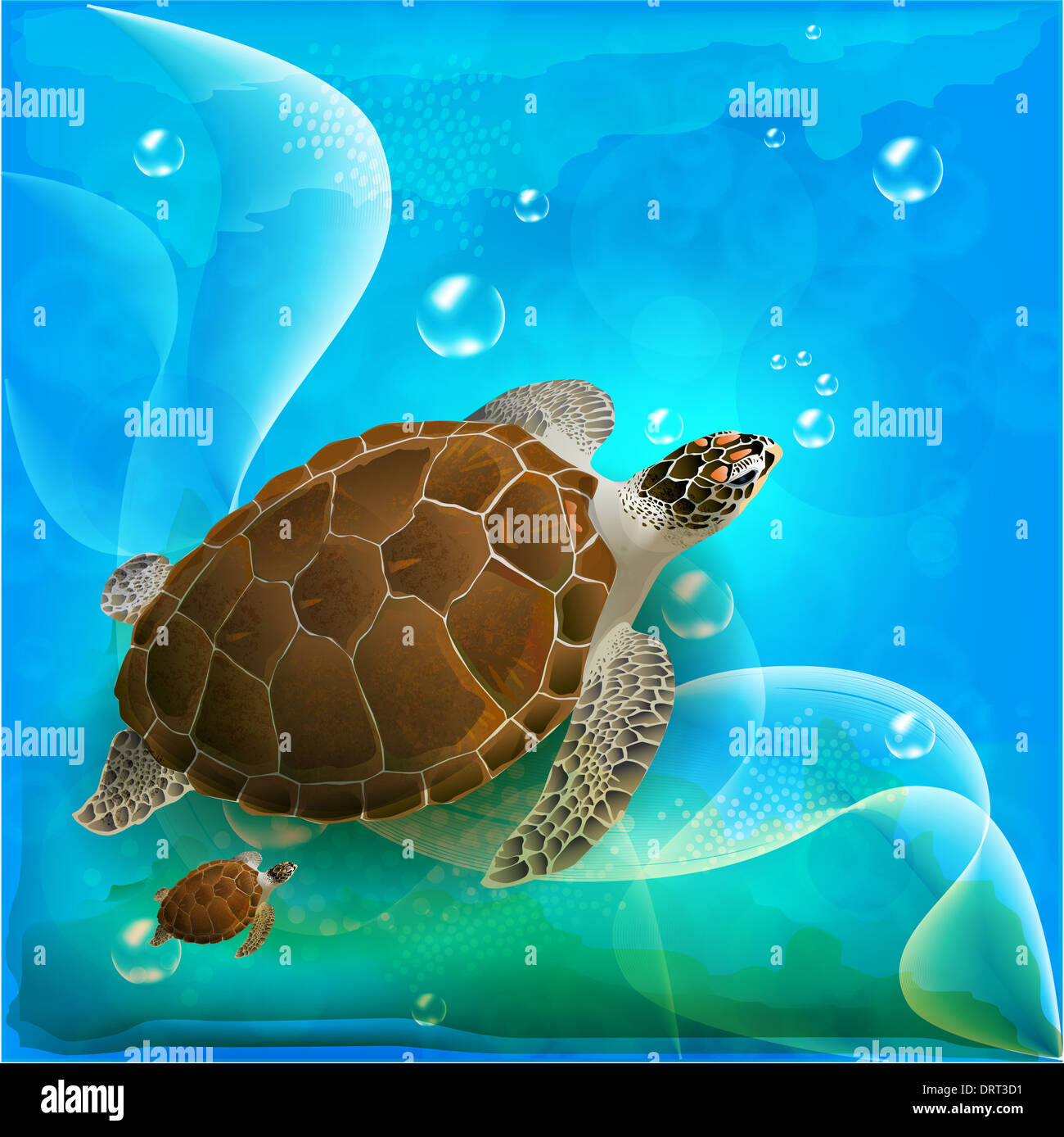 Baby sea turtles in water hi-res stock photography and images - Alamy