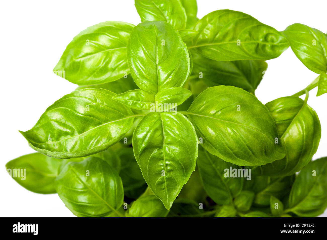 Sprig of basil isolated on white Stock Photo - Alamy