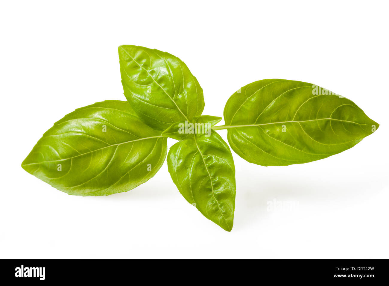 Agriculture aromatic basilicum hi-res stock photography and images - Alamy