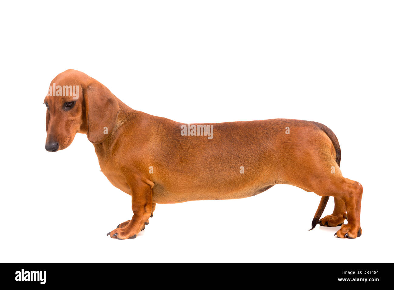 A young and beautiful teckel puppy, isolated over white background ...