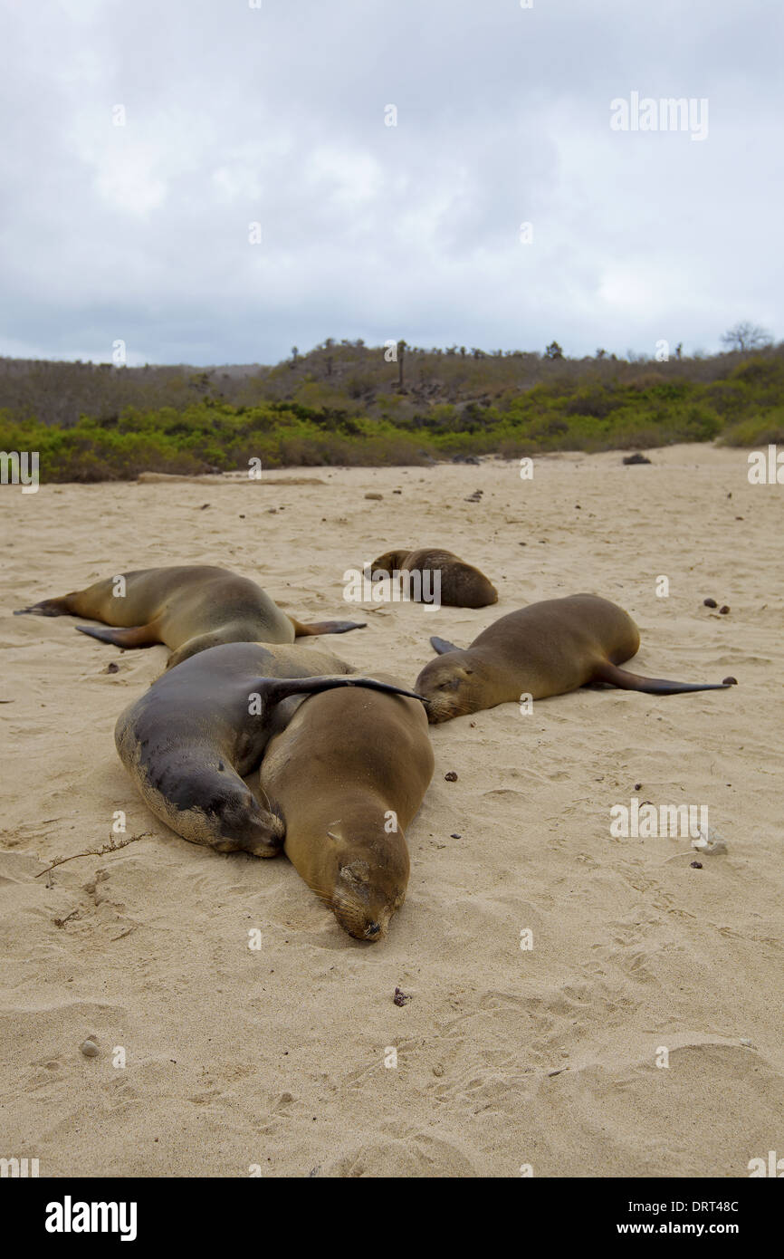 Sea lion colony hi-res stock photography and images - Alamy