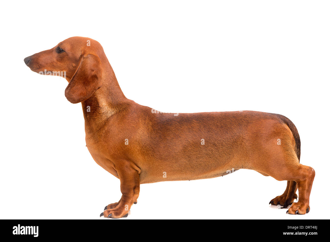 A young and beautiful teckel puppy, isolated over white background ...