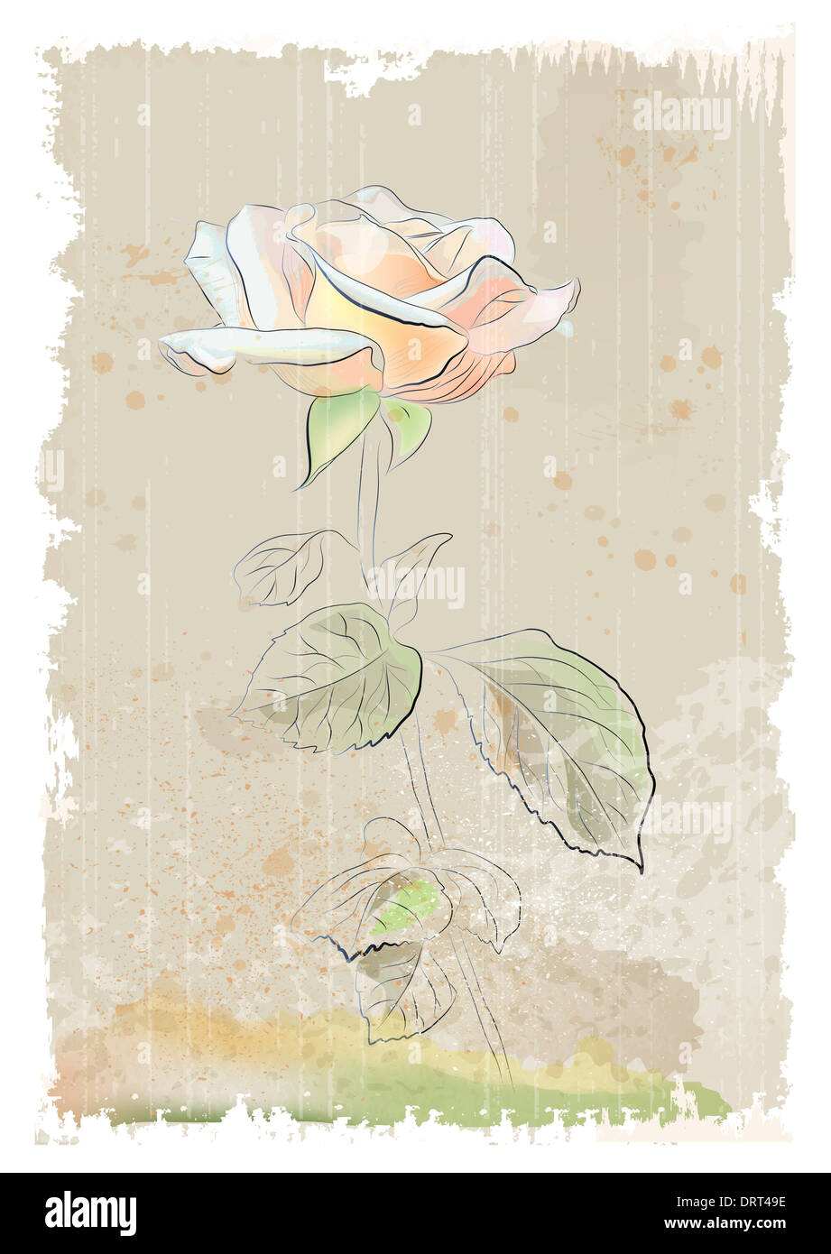 Rose illustration vintage Cut Out Stock Images & Pictures - Alamy