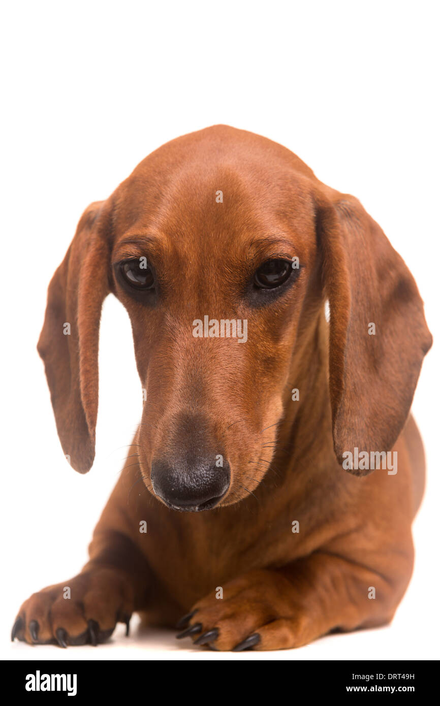 A young and beautiful teckel puppy, isolated over white background ...