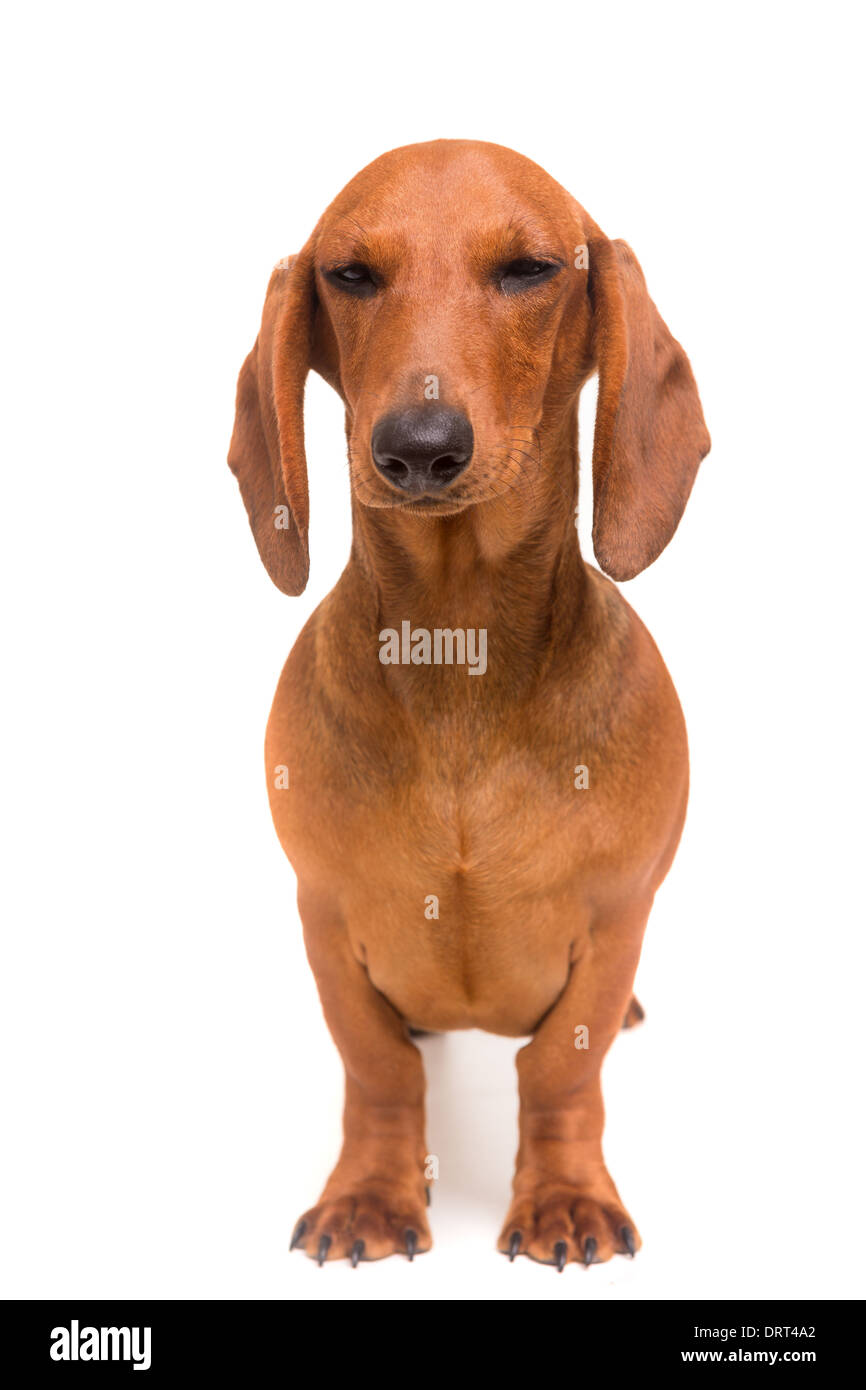 A young and beautiful teckel puppy, isolated over white background ...