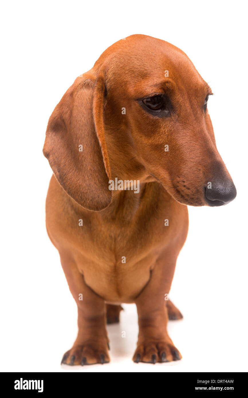 A young and beautiful teckel puppy, isolated over white background ...