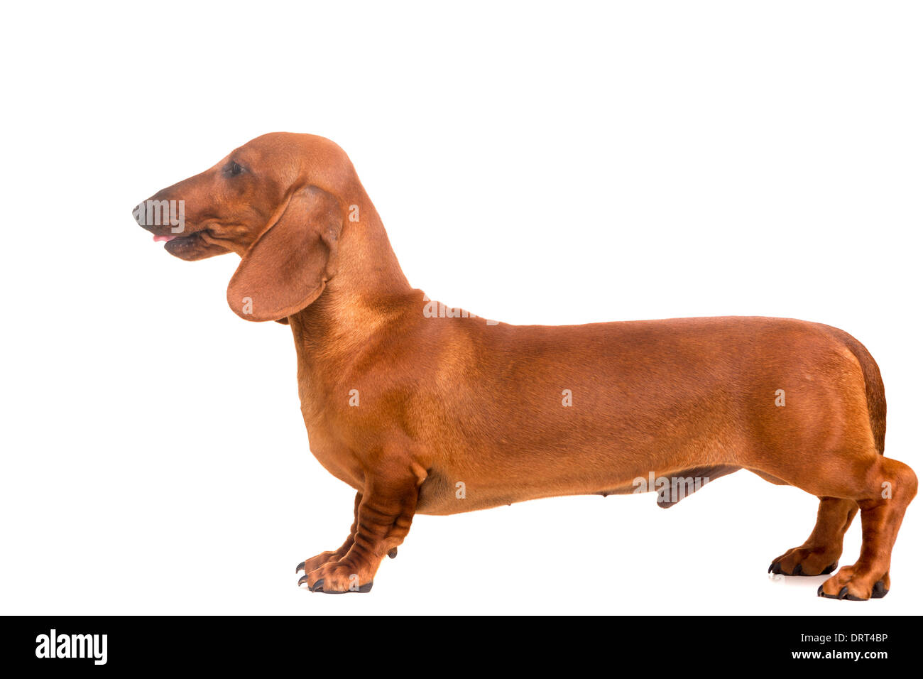 A young and beautiful teckel puppy, isolated over white background ...