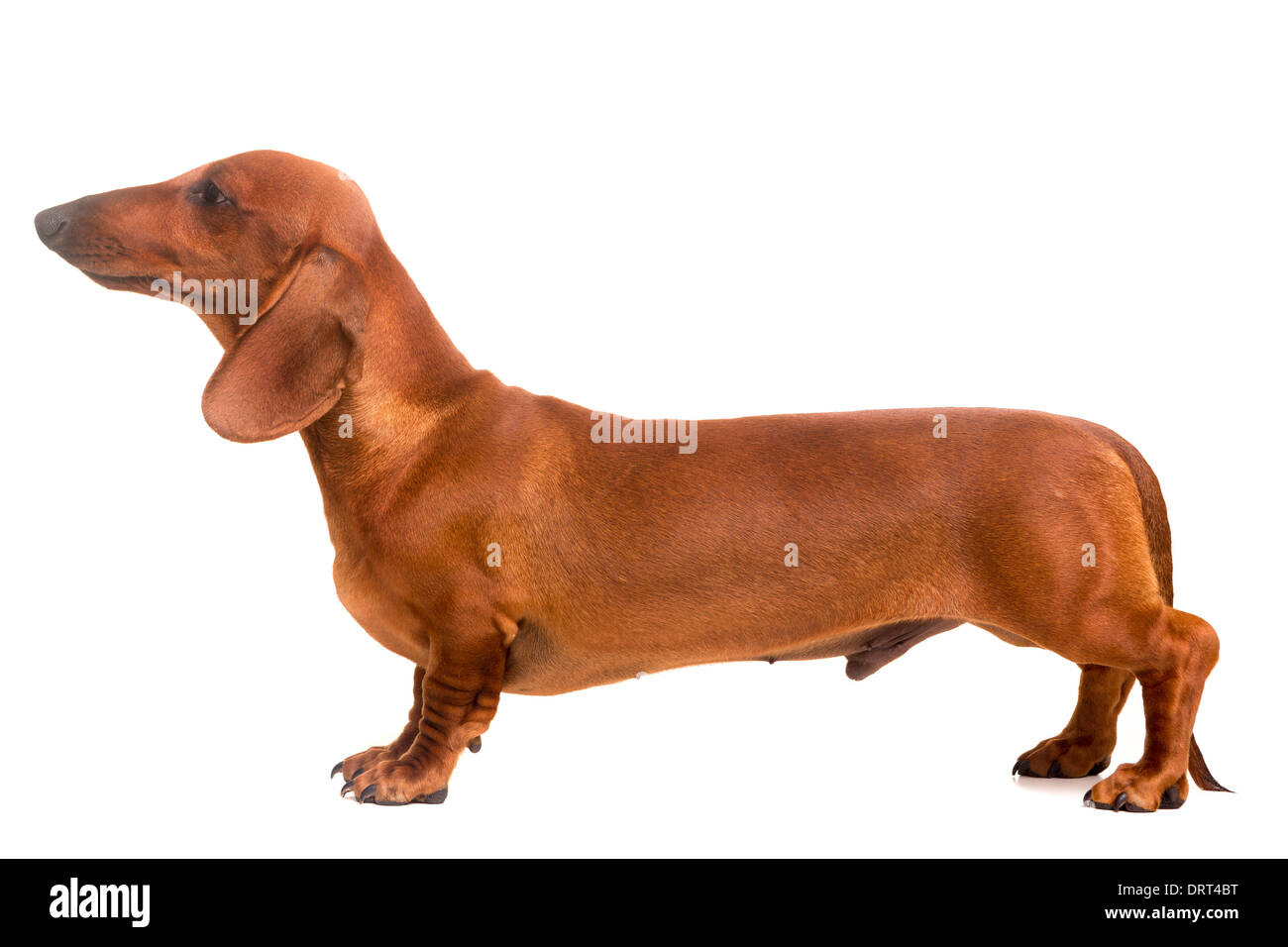 A young and beautiful teckel puppy, isolated over white background ...