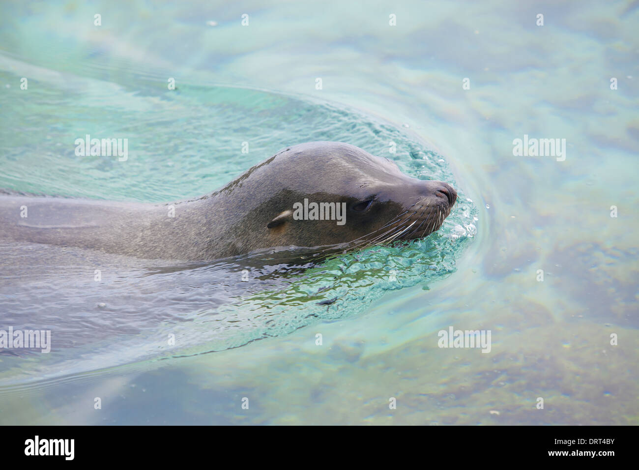 Sea lion swimming hi-res stock photography and images - Alamy
