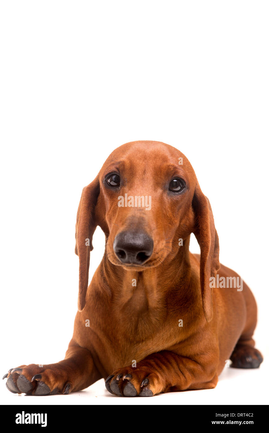 A young and beautiful teckel puppy, isolated over white background ...