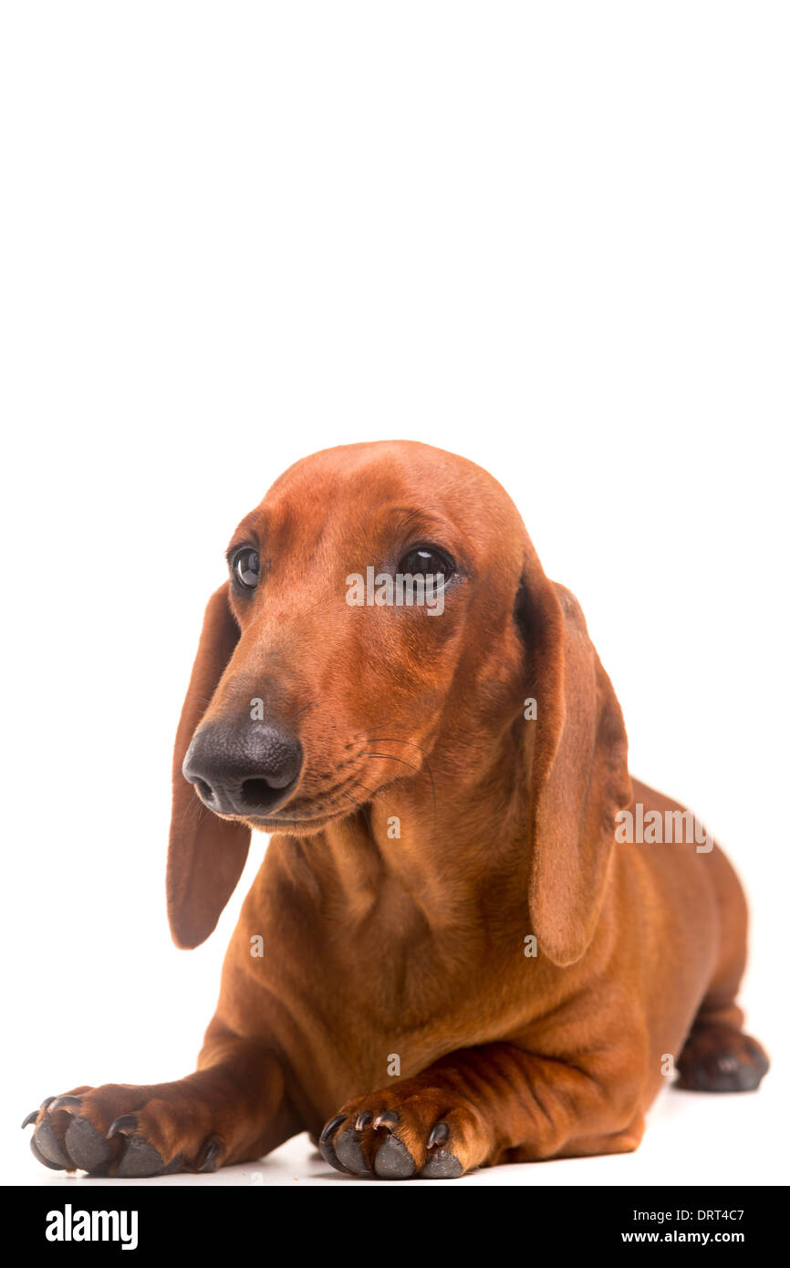 A young and beautiful teckel puppy, isolated over white background ...