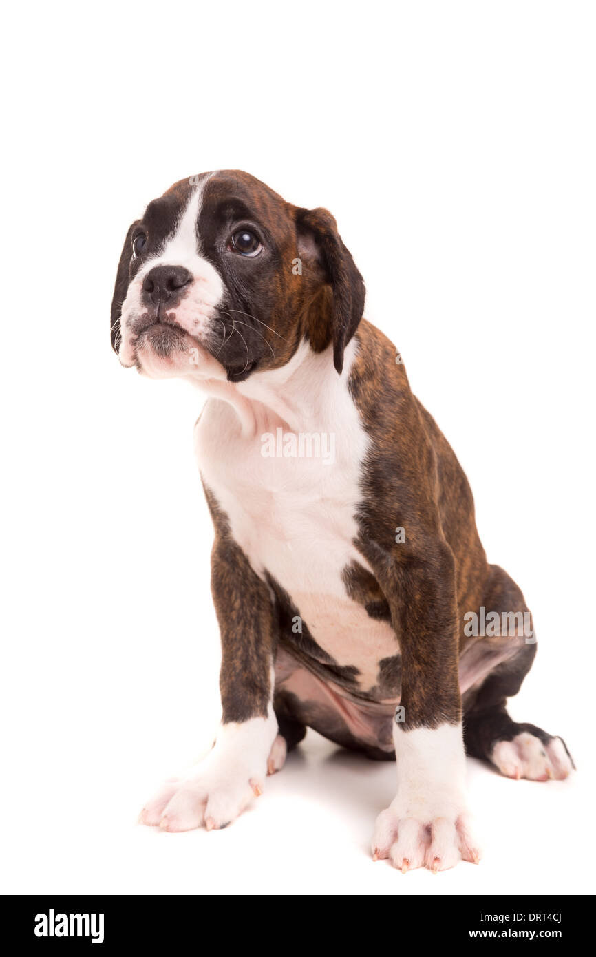 A young and beautiful boxer puppy, isolated over white background Stock ...