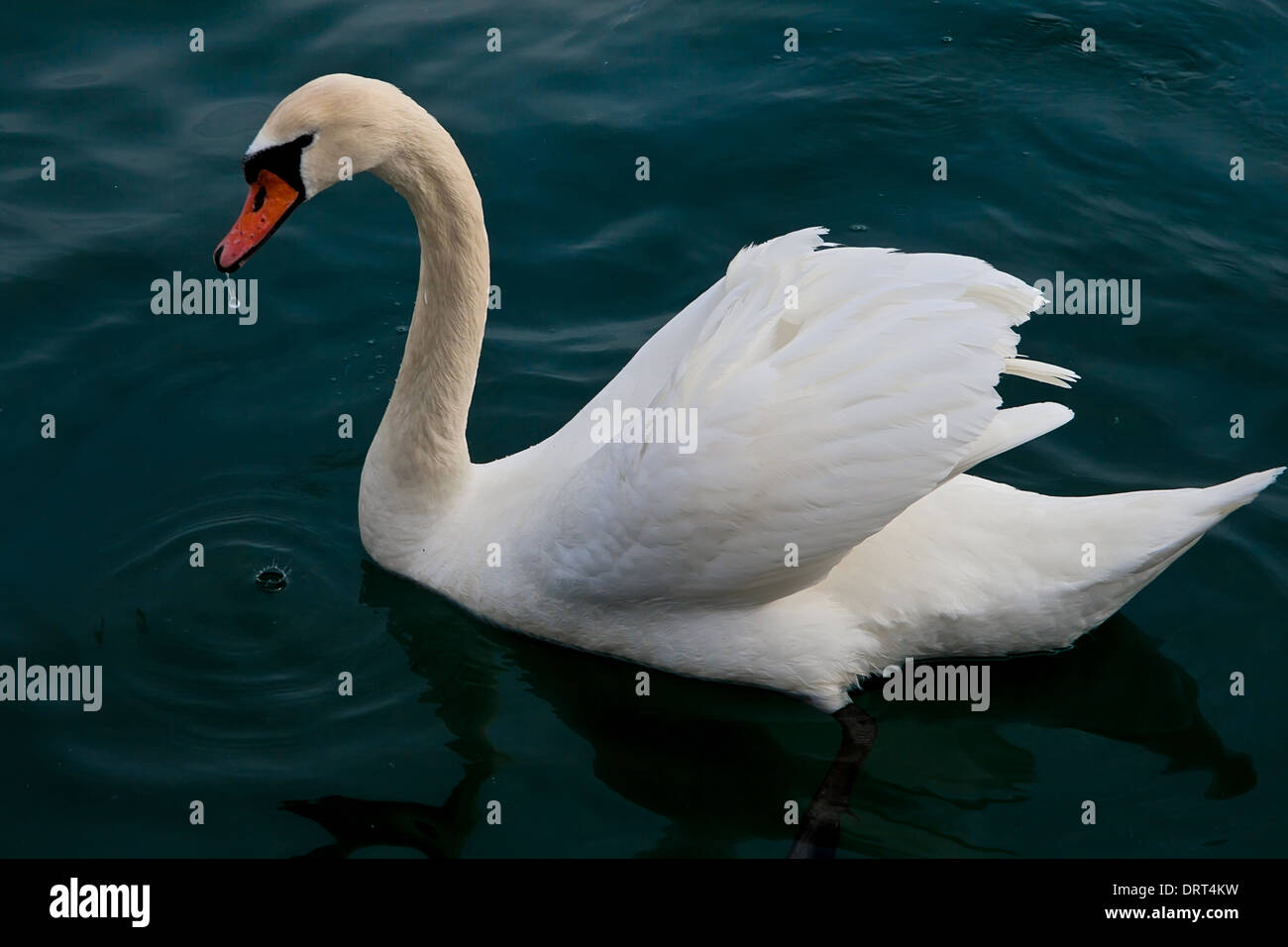 Fowl posture hi-res stock photography and images - Alamy