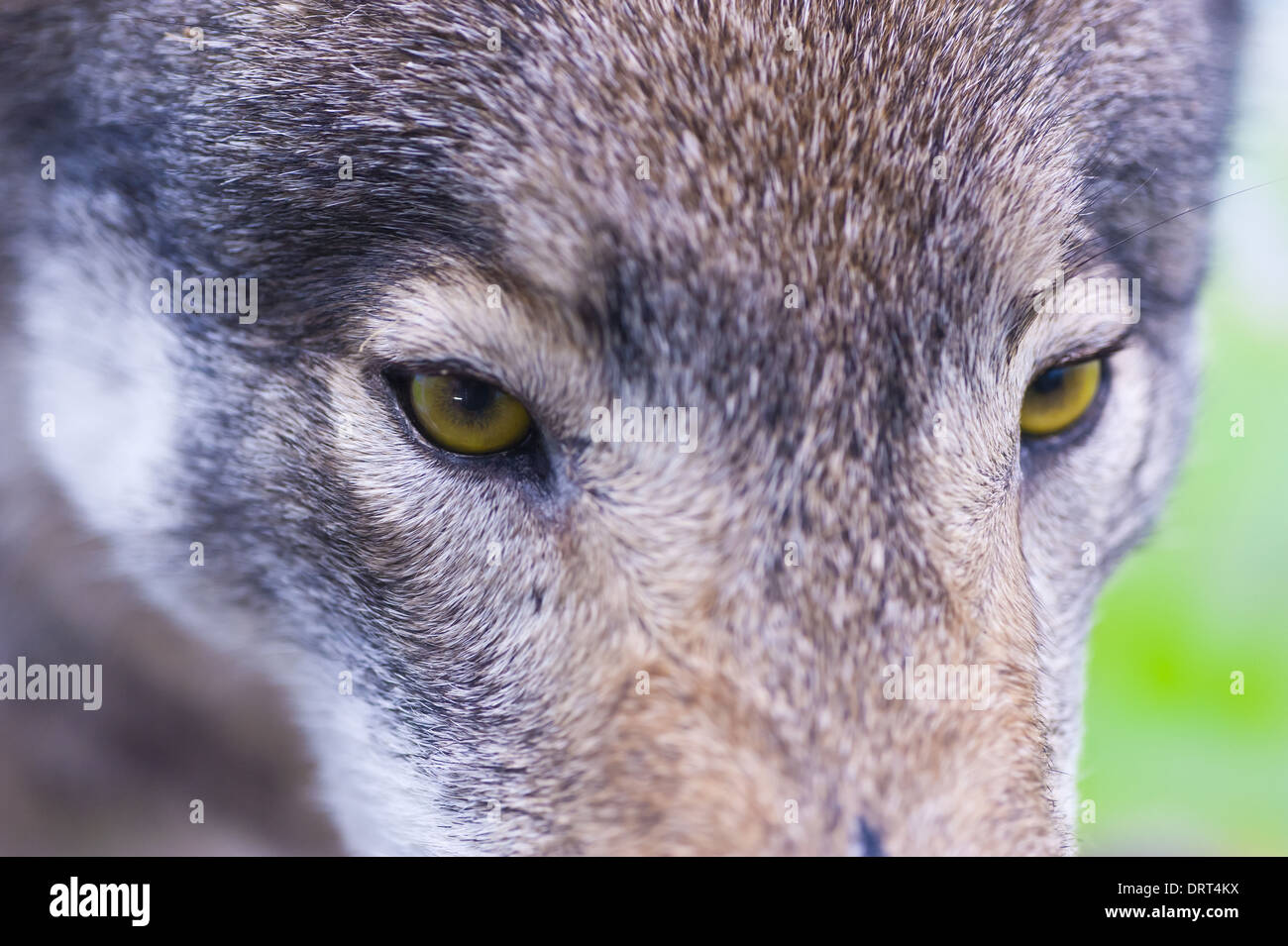 Wolfsaugen hi-res stock photography and images - Alamy