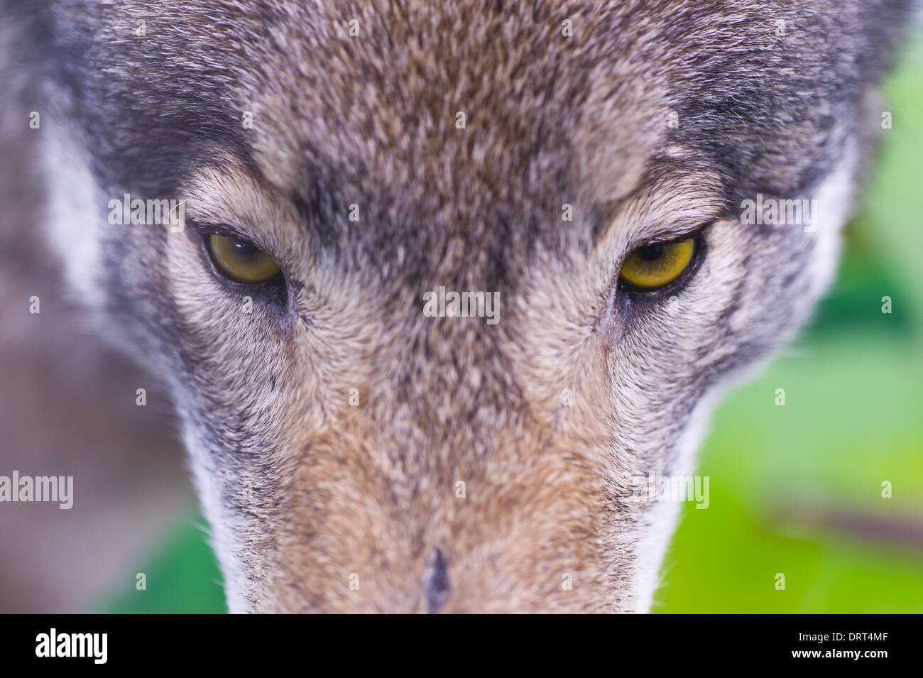 Wolfsaugen hi-res stock photography and images - Alamy