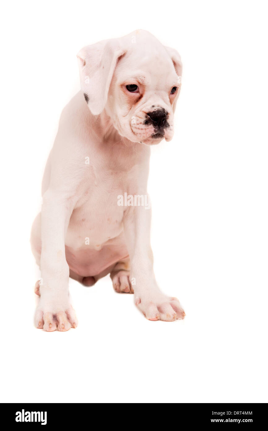 A young and beautiful boxer puppy, isolated over white background Stock ...