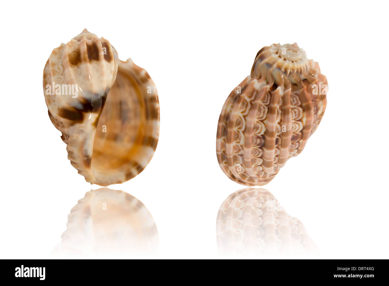 Conch shell sea hi-res stock photography and images - Alamy