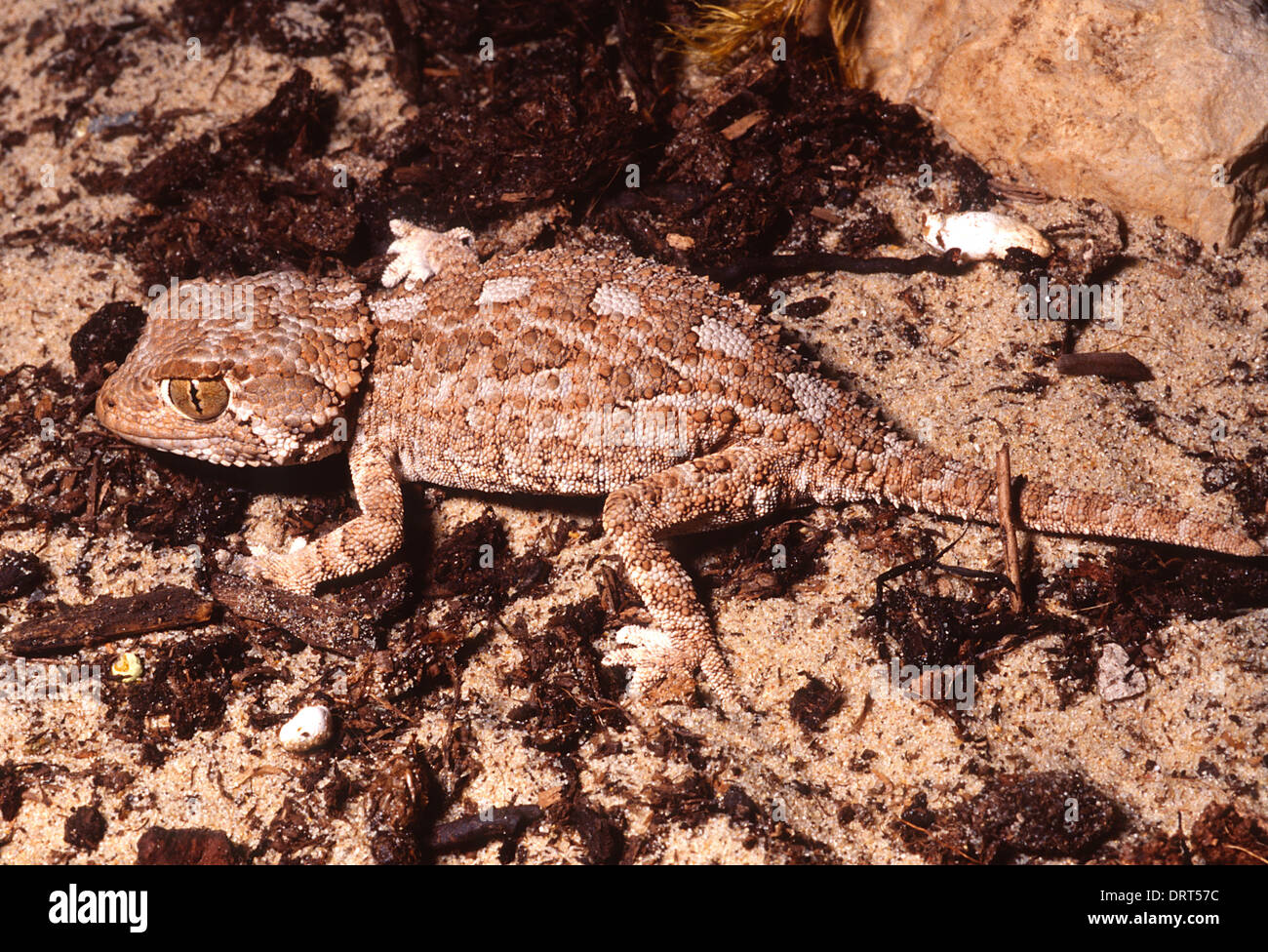 Helmethead gecko hi-res stock photography and images - Alamy