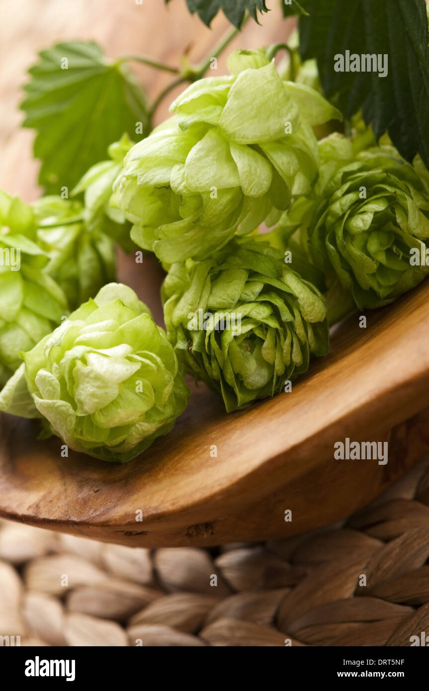 Hop cone and leaves Stock Photo - Alamy