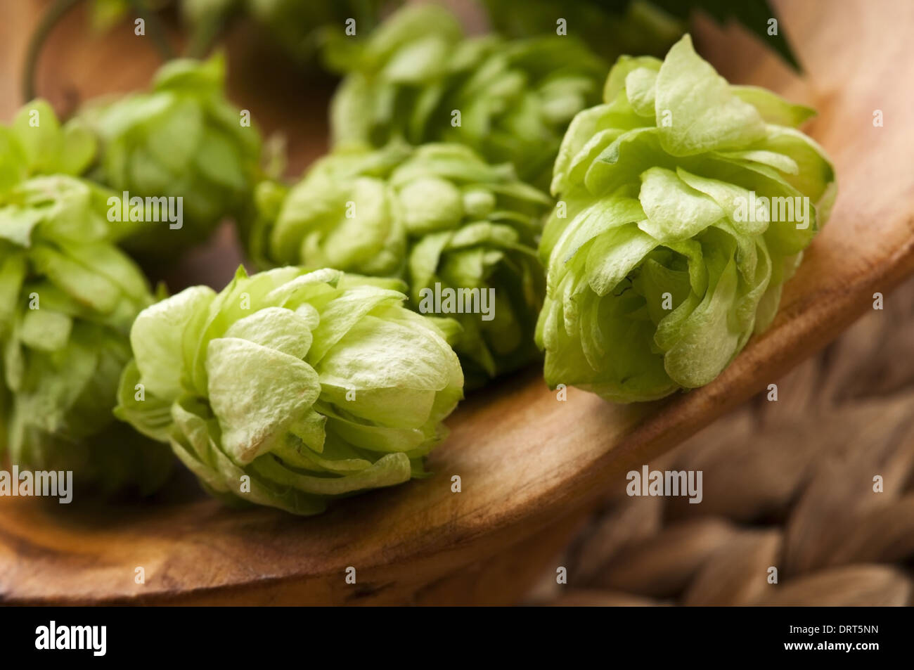 Hop cone and leaves Stock Photo - Alamy