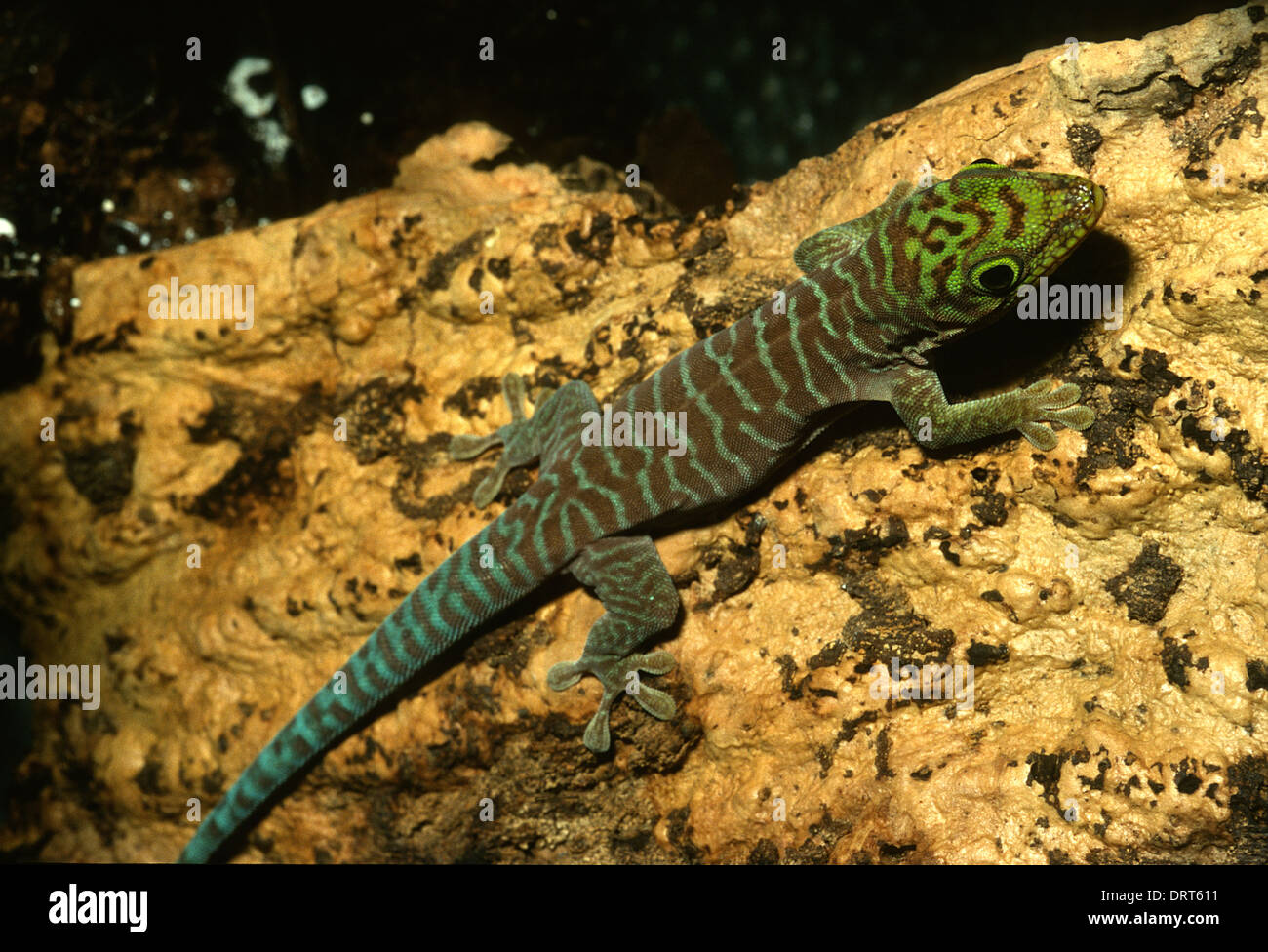 Standings day gecko hi-res stock photography and images - Alamy